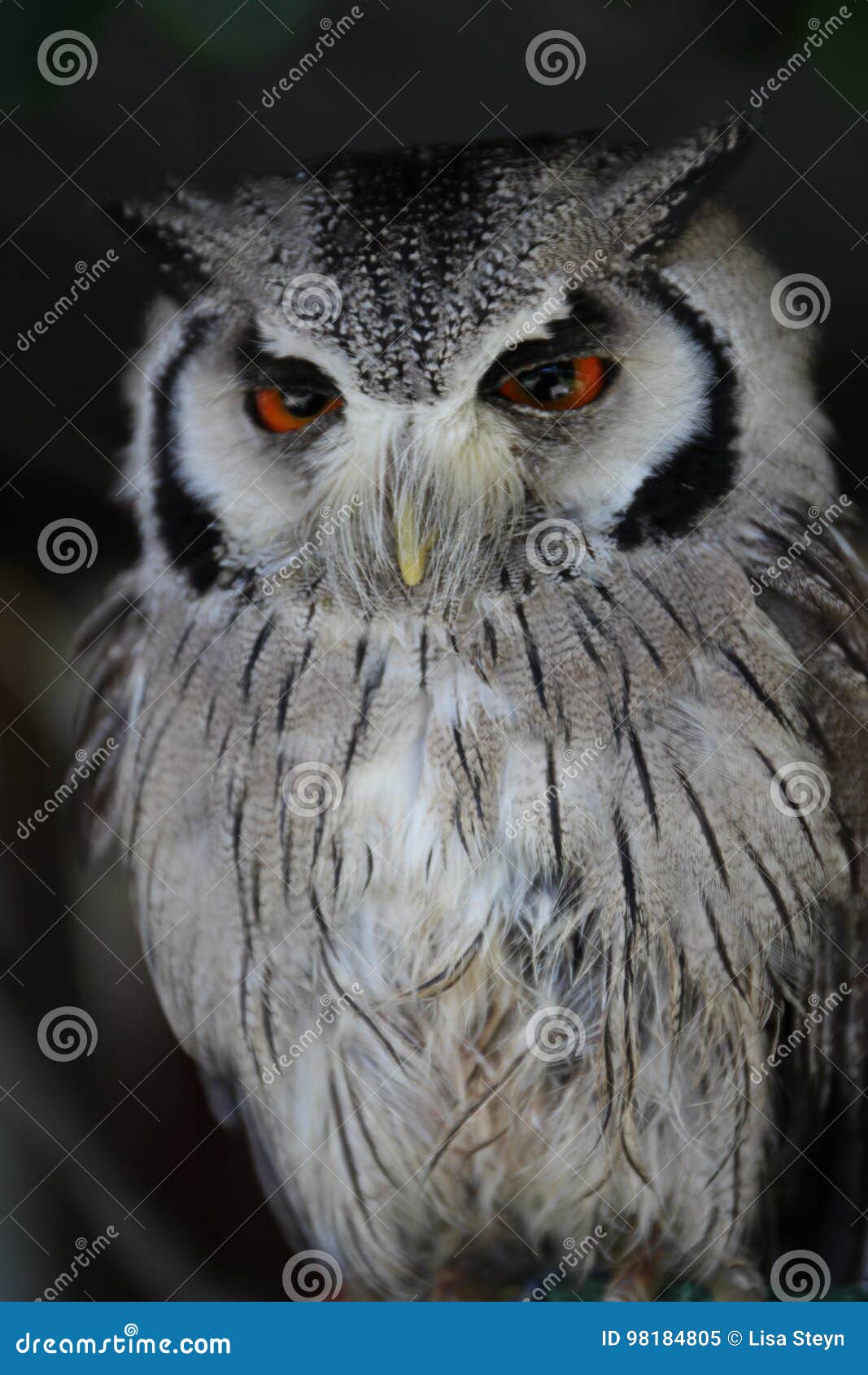 Small white and grey owl stock image. Image of distance - 98184805