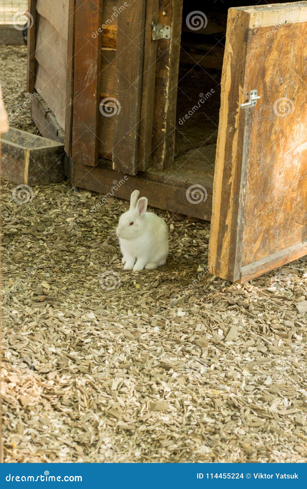 A Small White Hare with Red Eyes. Stock Photo - Image of village ...