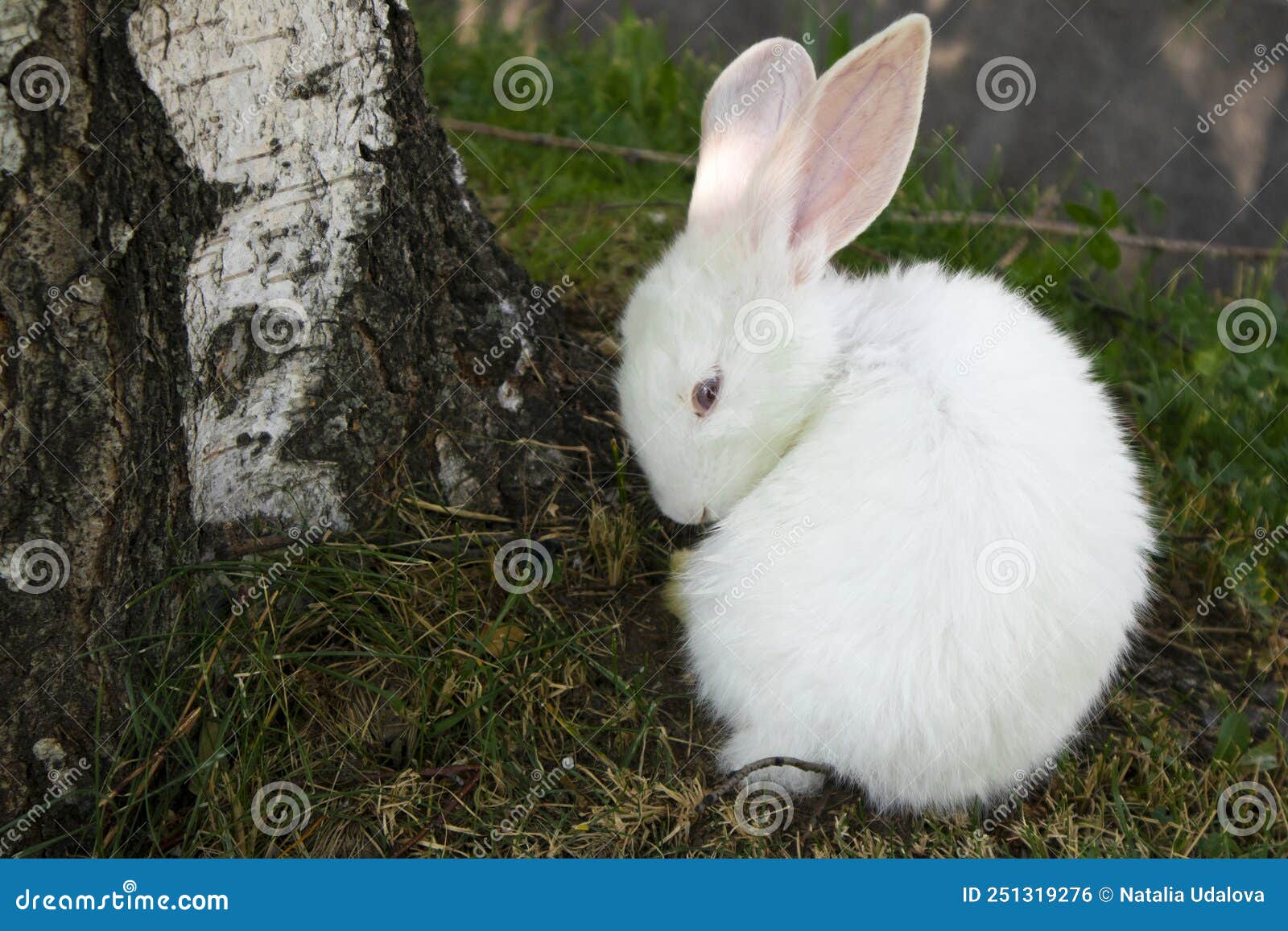 A Small White Hare is Sitting Under a Birch Tree. Long Rabbit Ears ...