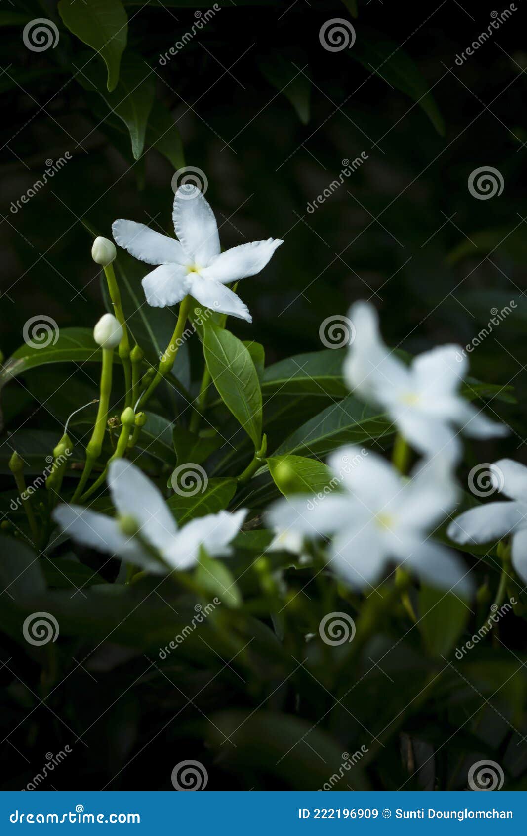 Small White Jasmine Flowers in the Garden Stock Image - Image of herb ...