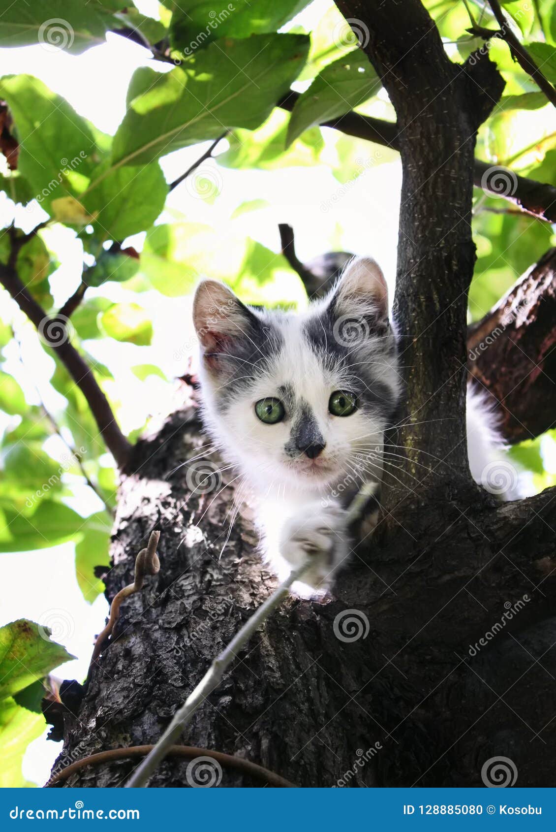 Small White Kitten Climbed Up on a Tree in the Garden Stock Photo ...