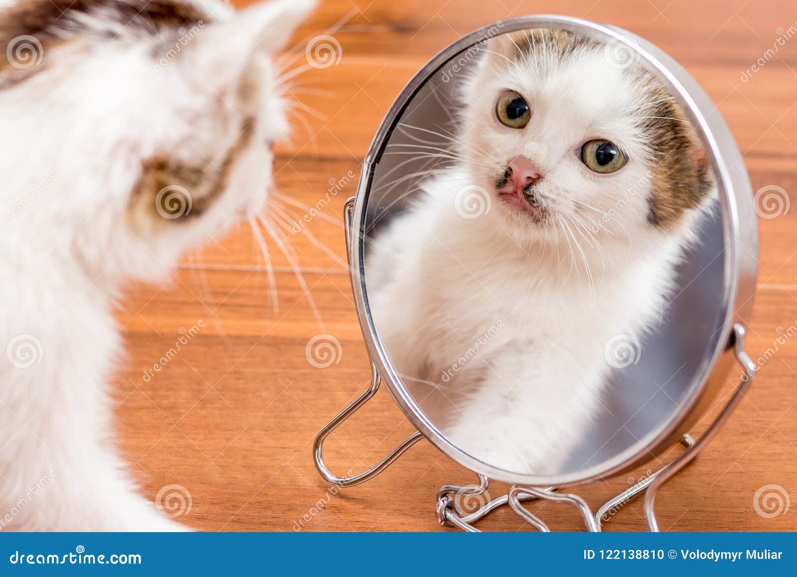 A Small White Kitten Looks in the Mirror. Reflection the Kitten Stock ...