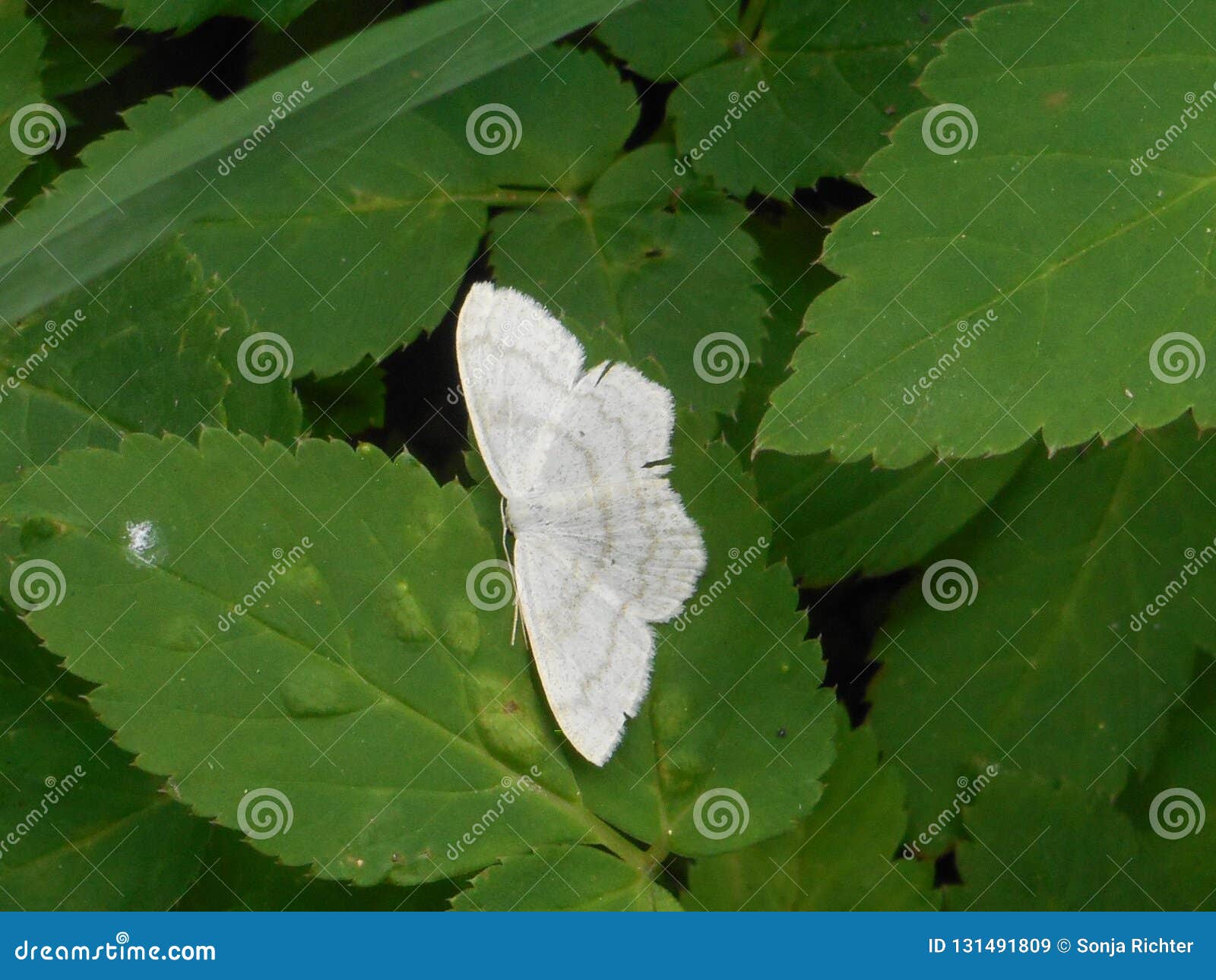 Small White Moth in the Forest Stock Image - Image of forest, moth ...