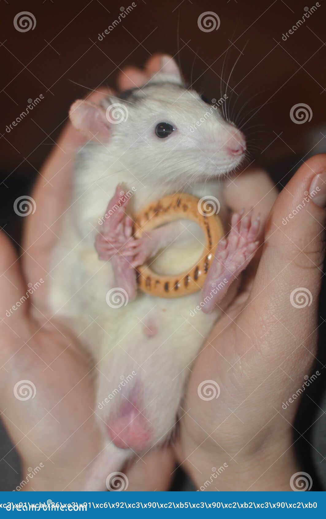 A Small White Mouse with Drying in the Paws Stock Photo - Image of ...