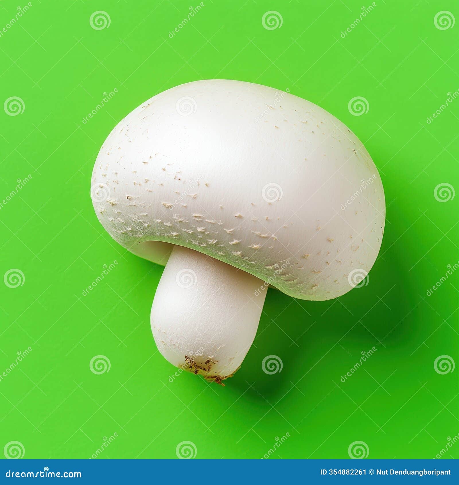 Small White Mushroom with Round Cap on Green Background Stock ...