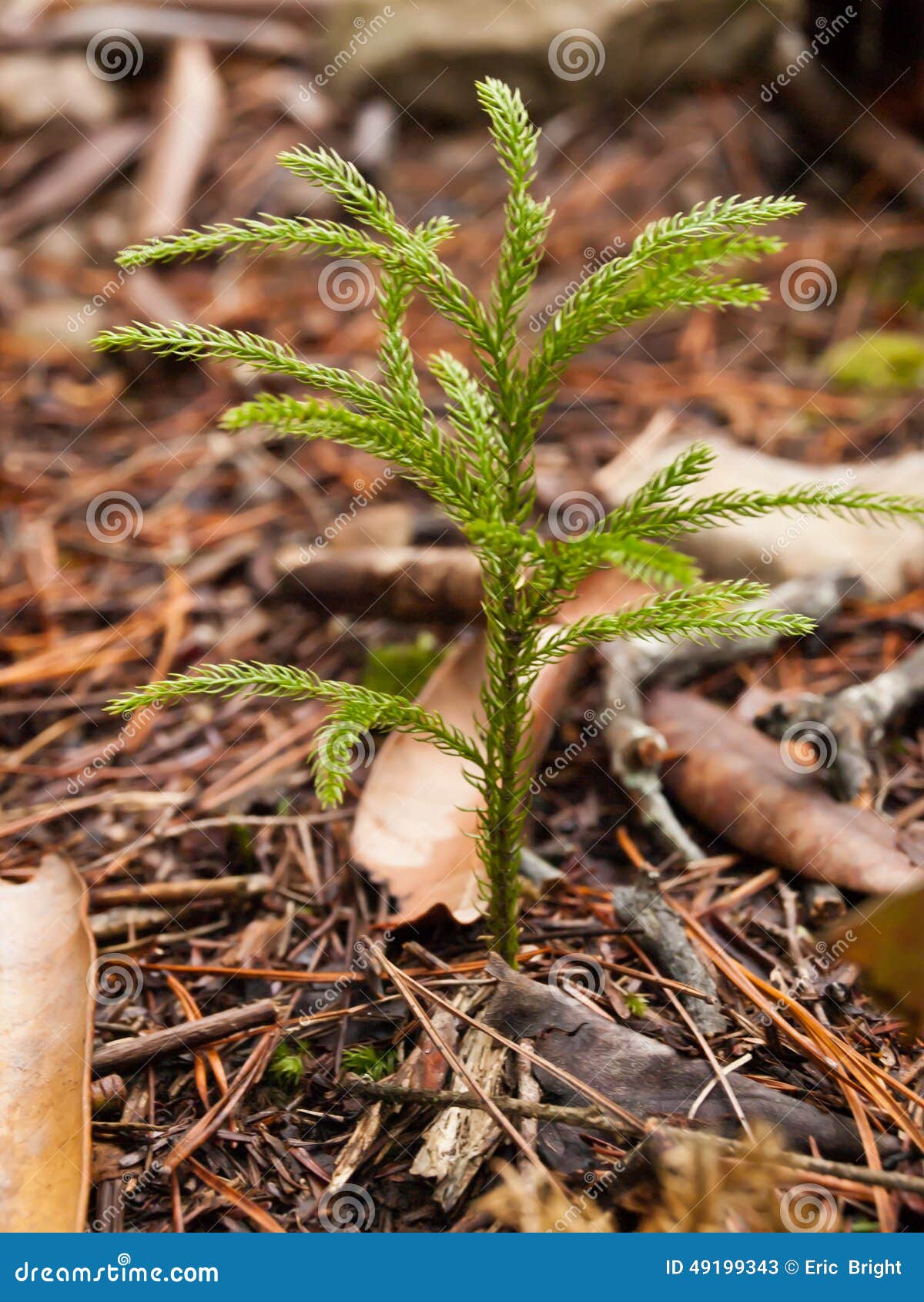 Small White Pine spring stock image. Image of growing - 49199343