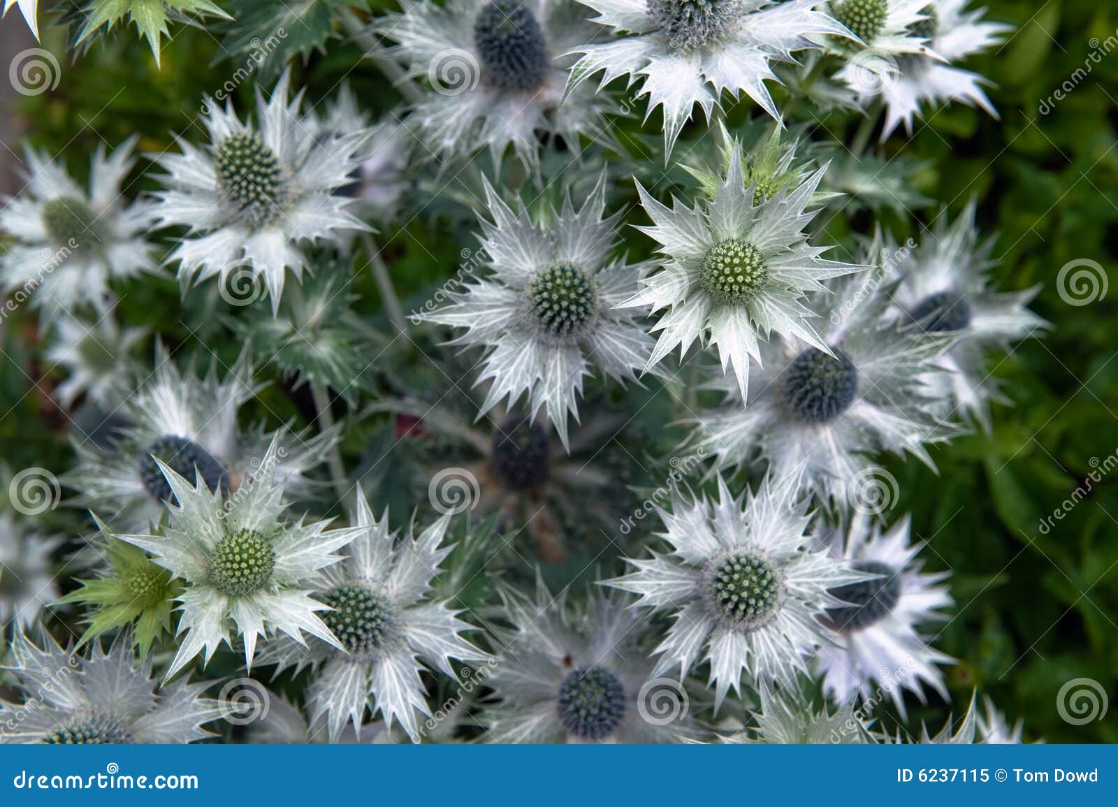 Small white pointy flowers stock image. Image of outdoors - 6237115