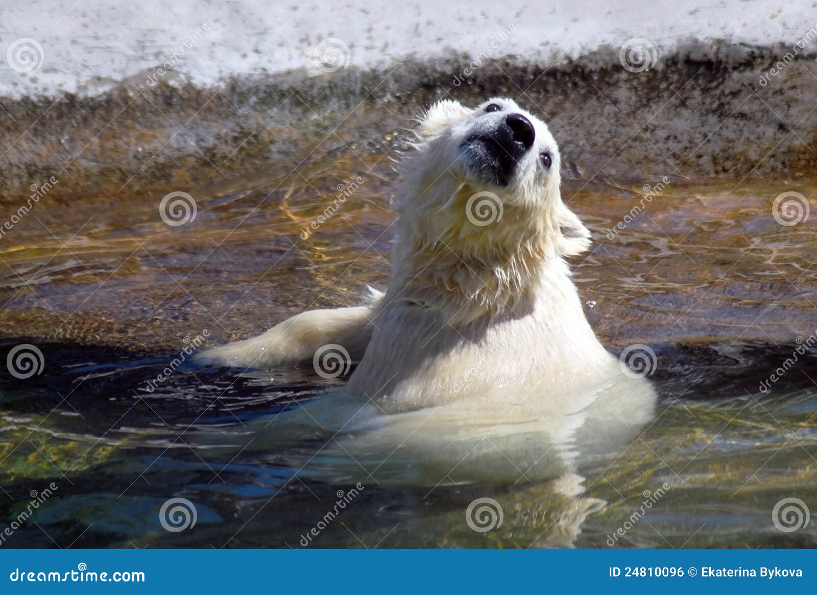 Small White Polar Bear Taking Bath Stock Photo - Image of northern ...