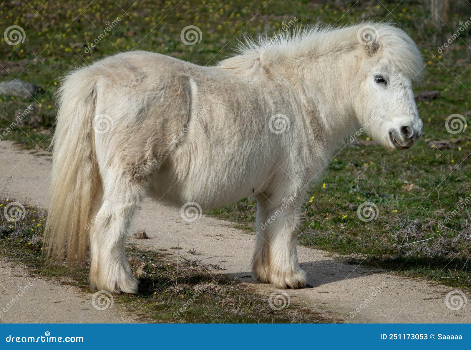 Small White Pony Profile View, Long Shot Stock Image - Image of white ...