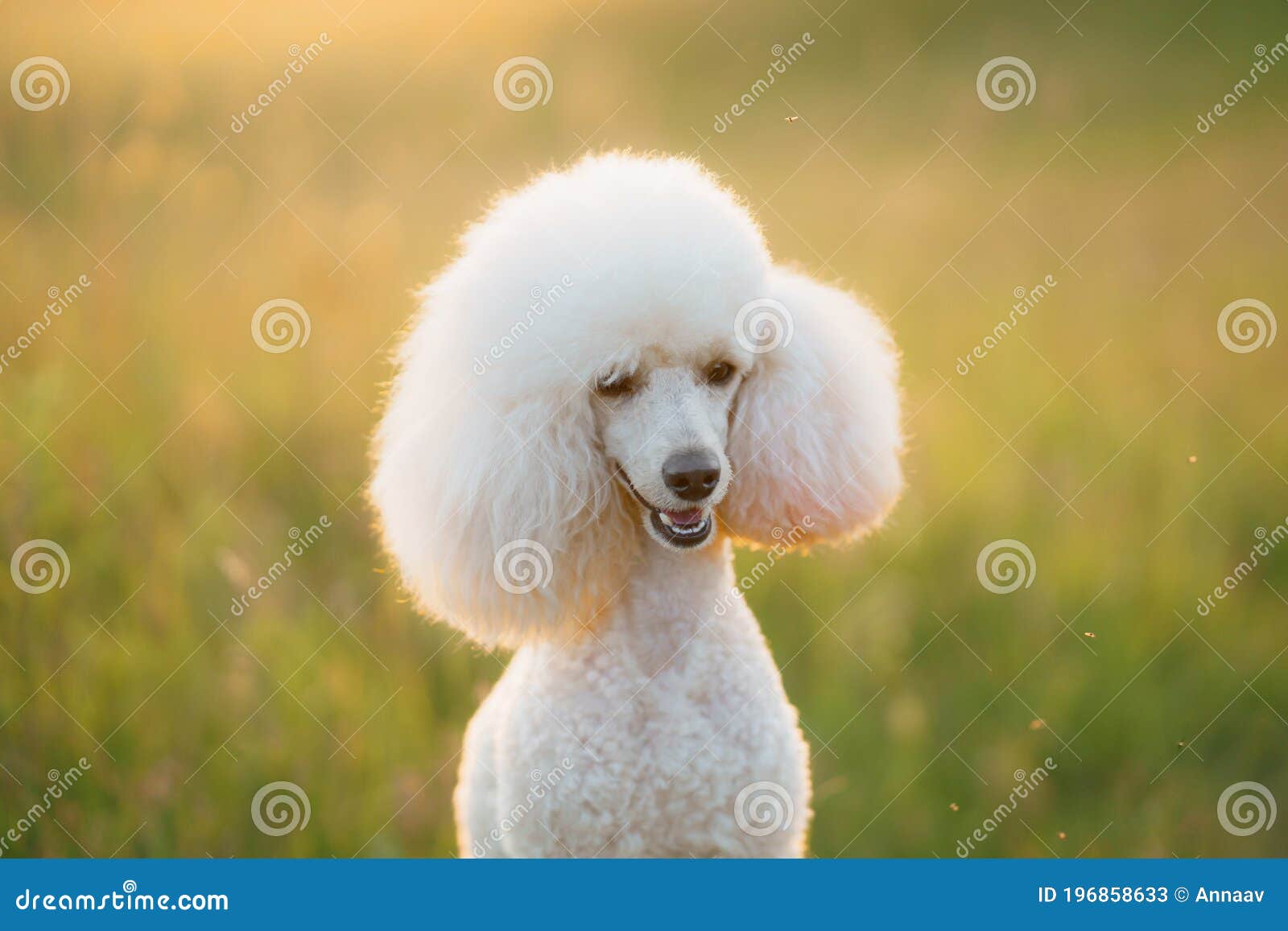 Small White Poodle on the Grass. Stock Image - Image of breed ...