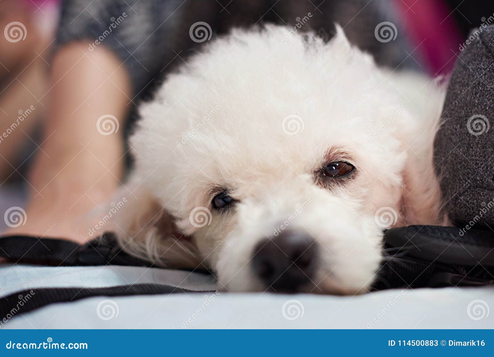 Small white poodle head stock image. Image of beautiful - 114500883