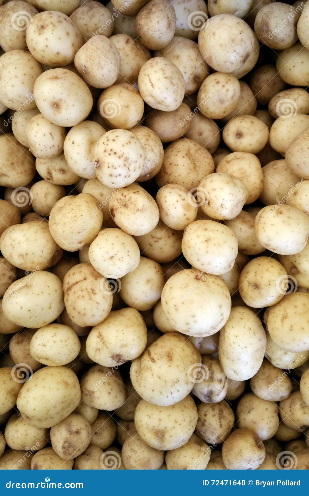 Small White Potatoes stock photo. Image of vegetables - 72471640