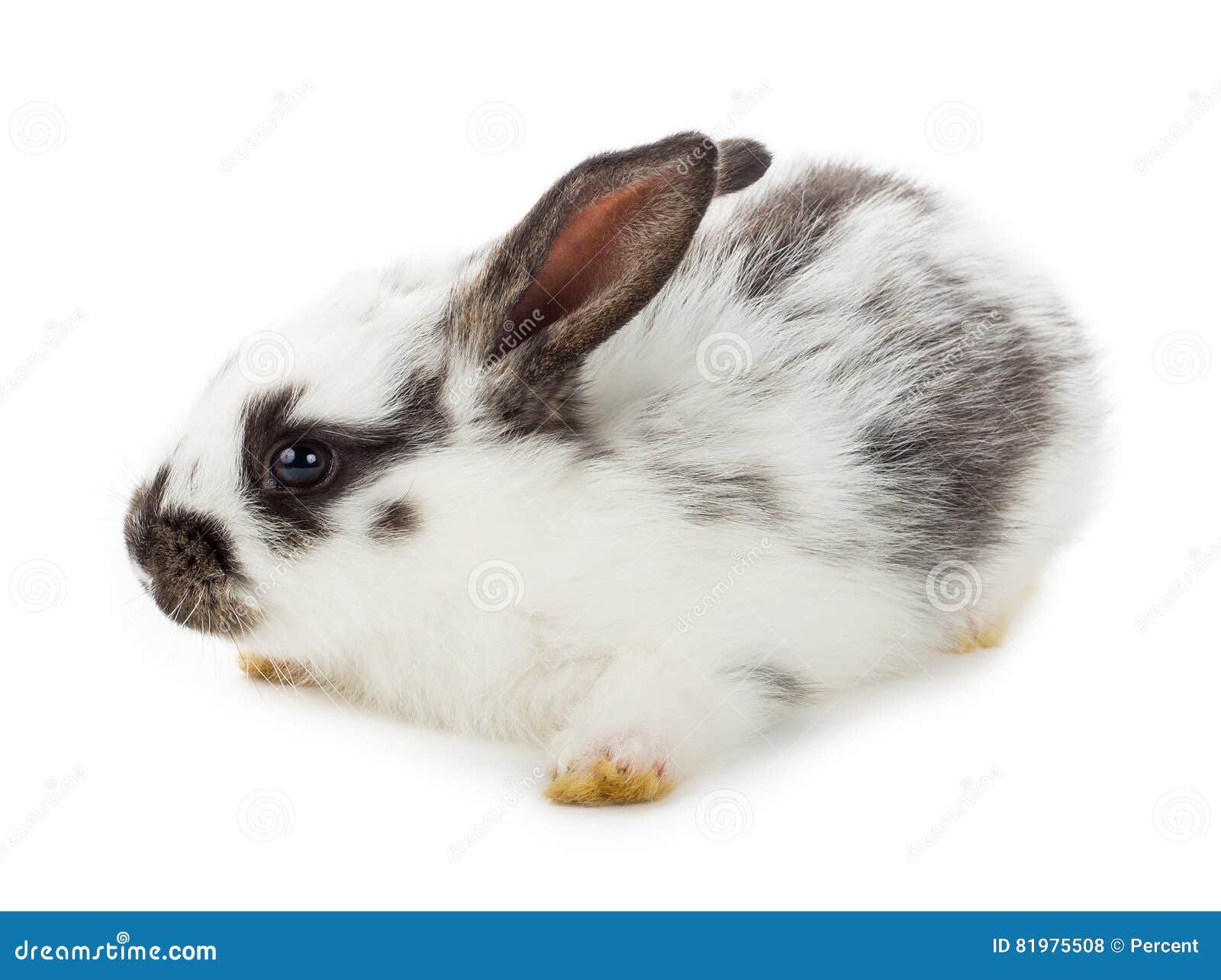 Small white rabbit stock photo. Image of shot, easter - 81975508