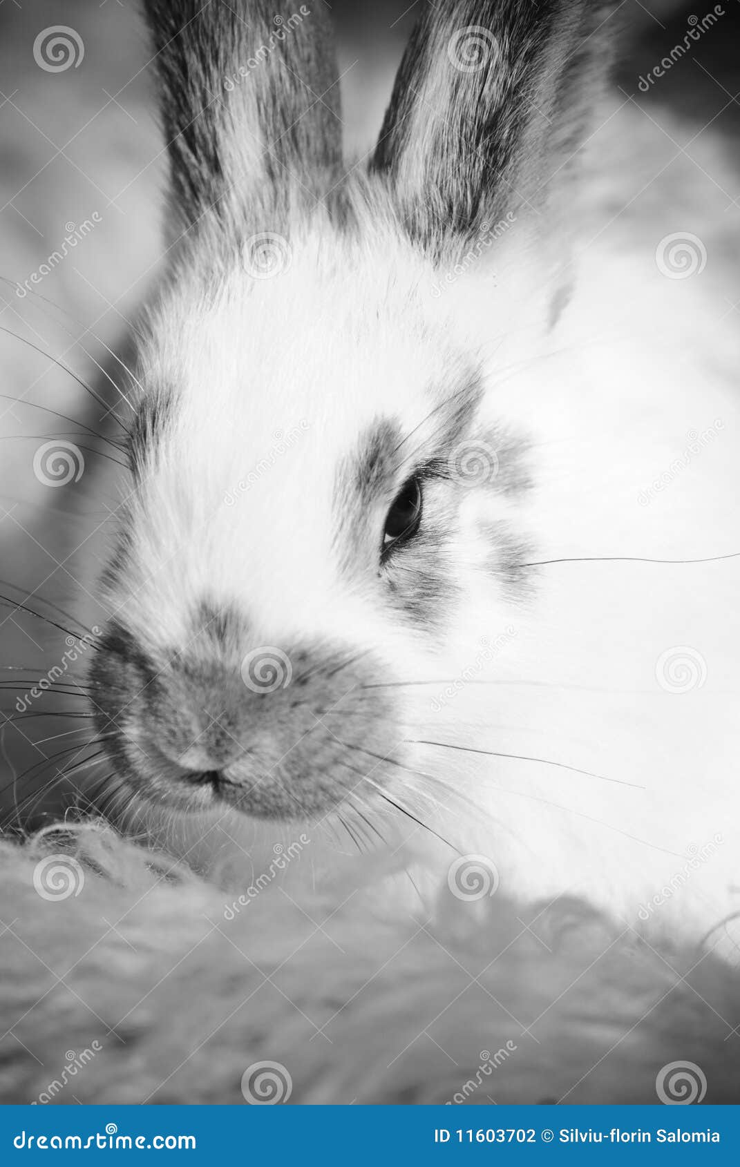 Small white rabbit cub stock photo. Image of fluffy, mammal - 11603702