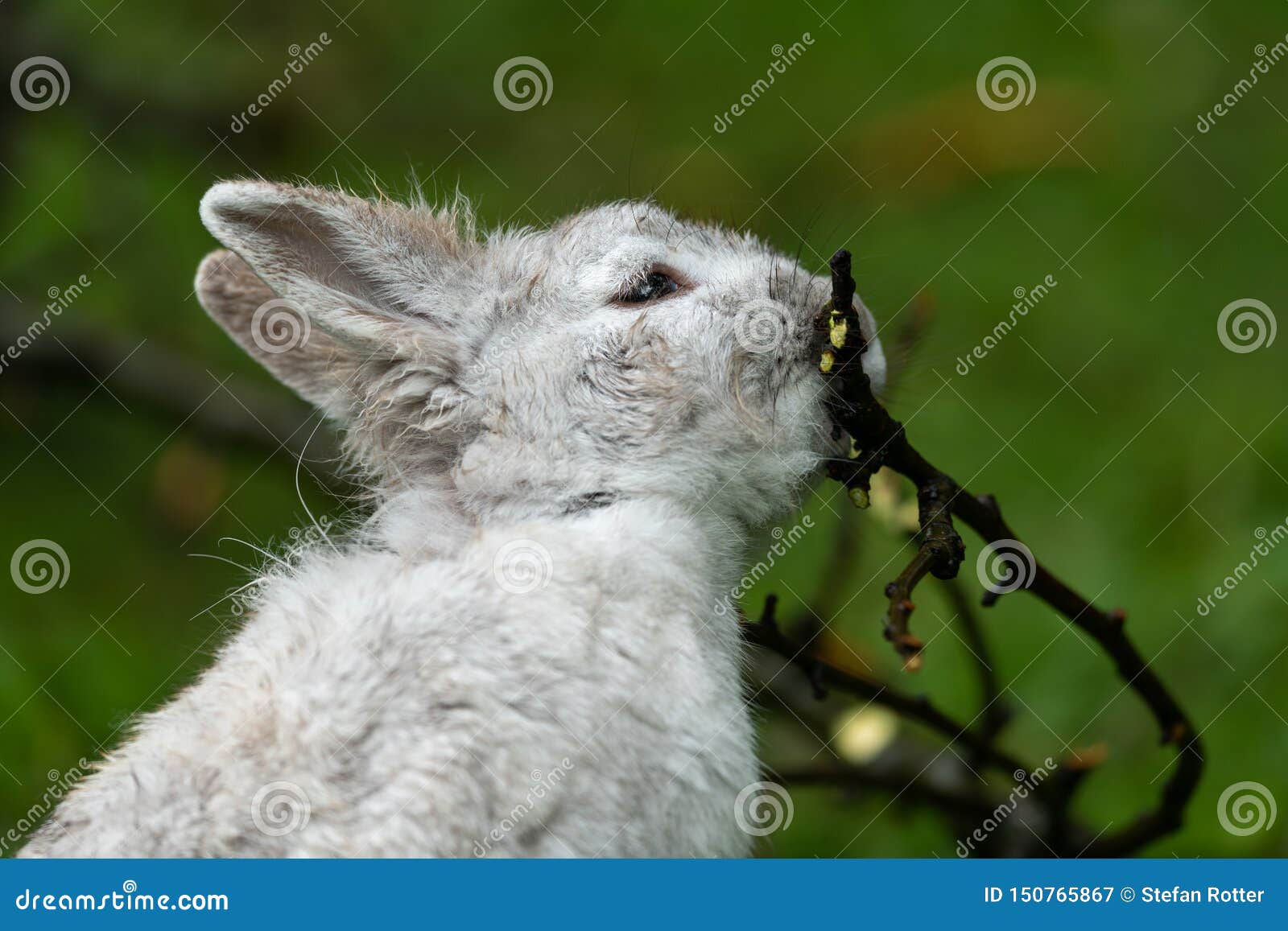 A Small White Rabbit Nibbling on a Twig Stock Image - Image of fluffy ...