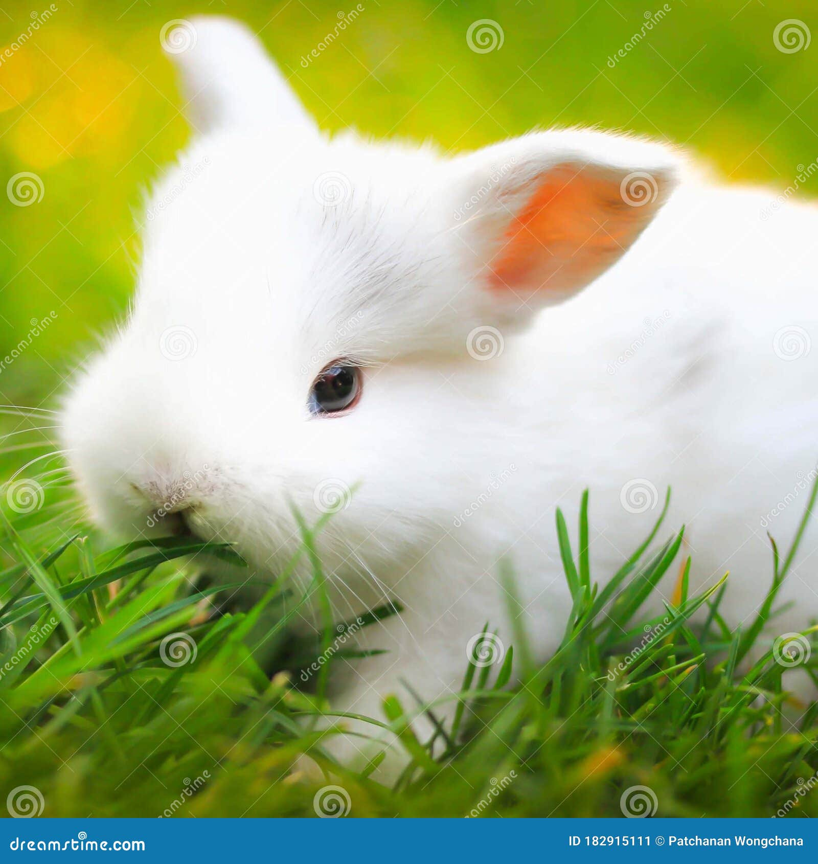 Small White Rabbit Playing on the Lawn Stock Image - Image of love ...