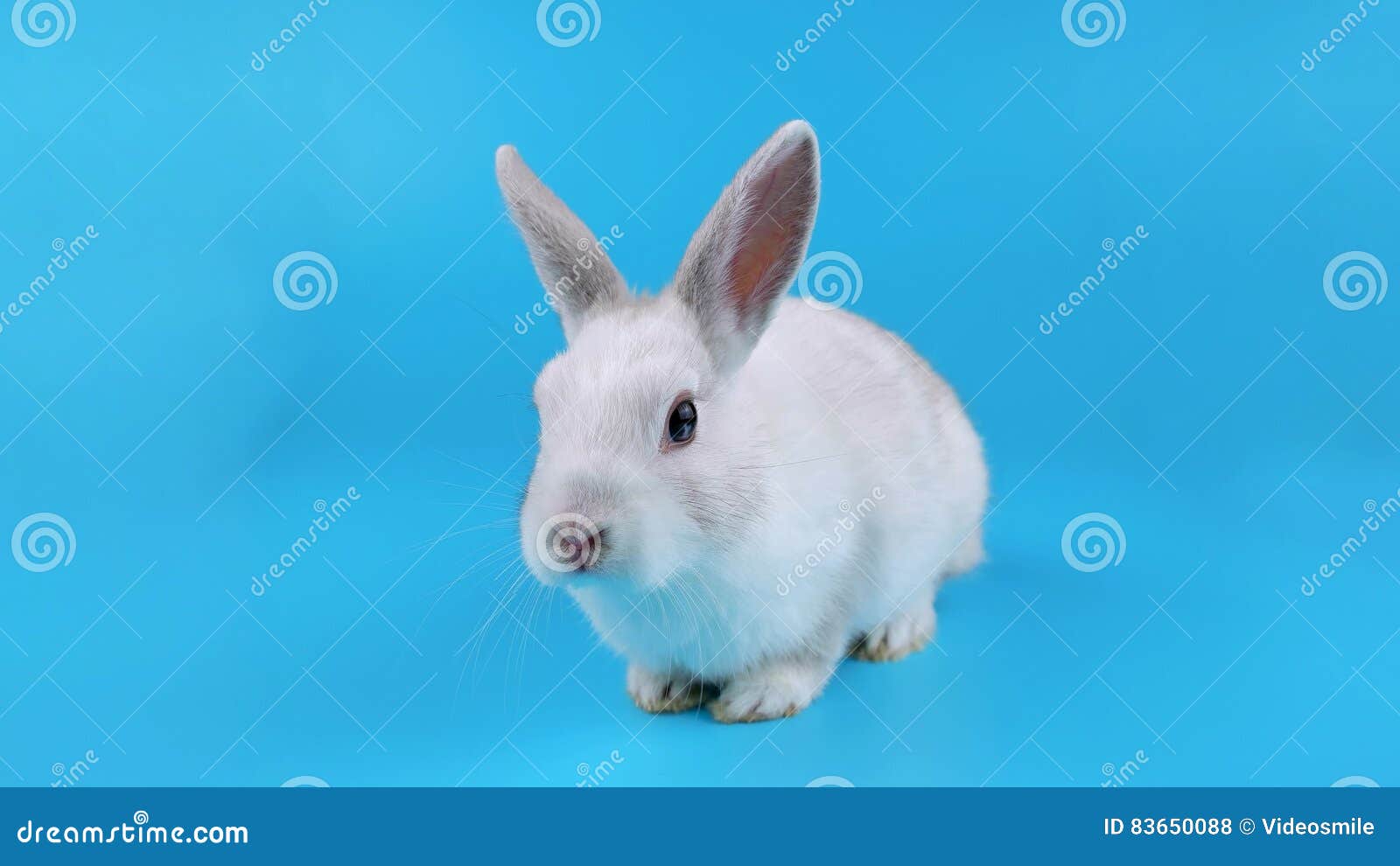 Small White Rabbit Sitting and Sniffing, Looking at the Camera Stock ...