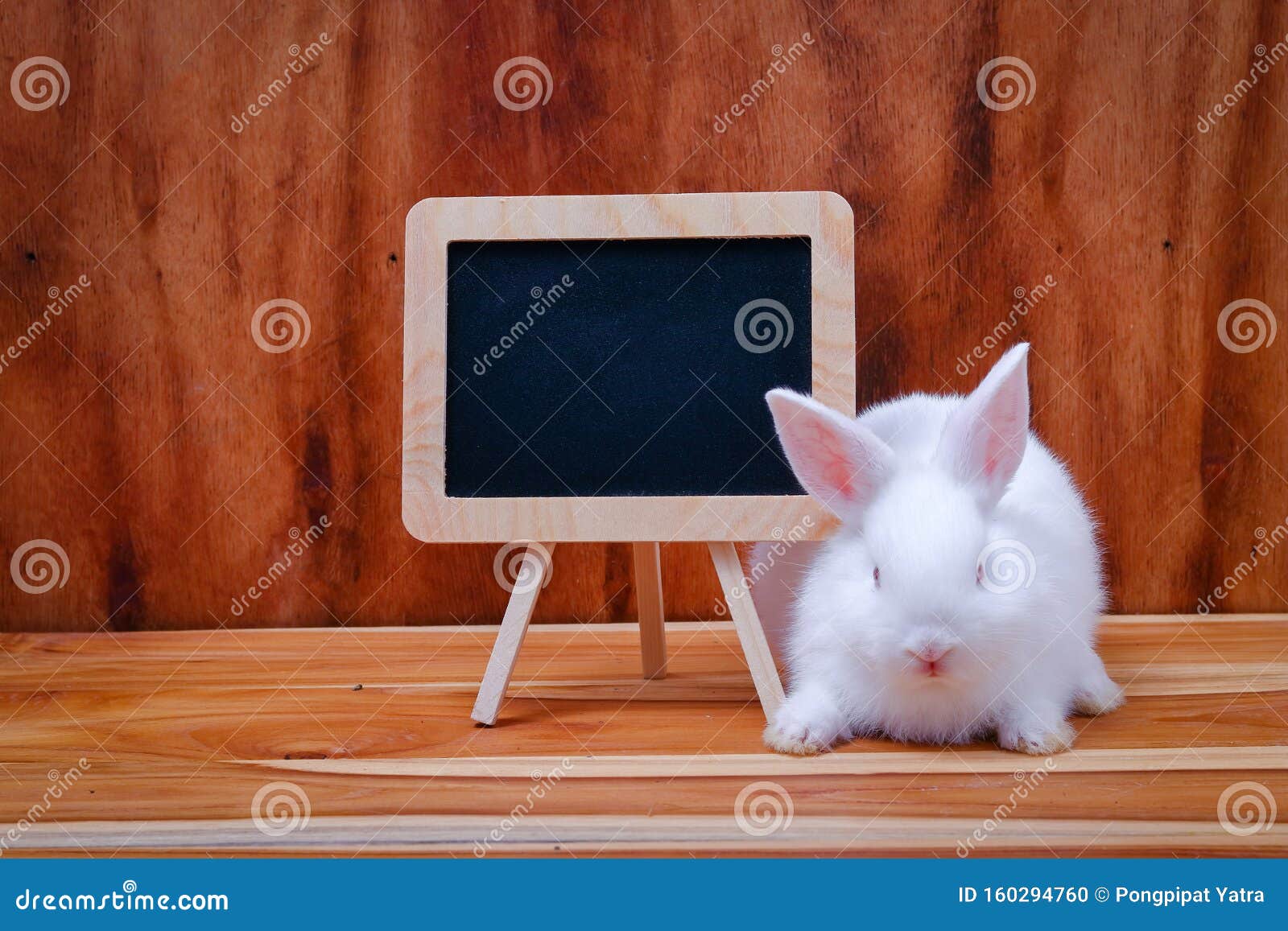 A Small White Rabbit Standing with a Wooden Sign Stock Photo - Image of ...