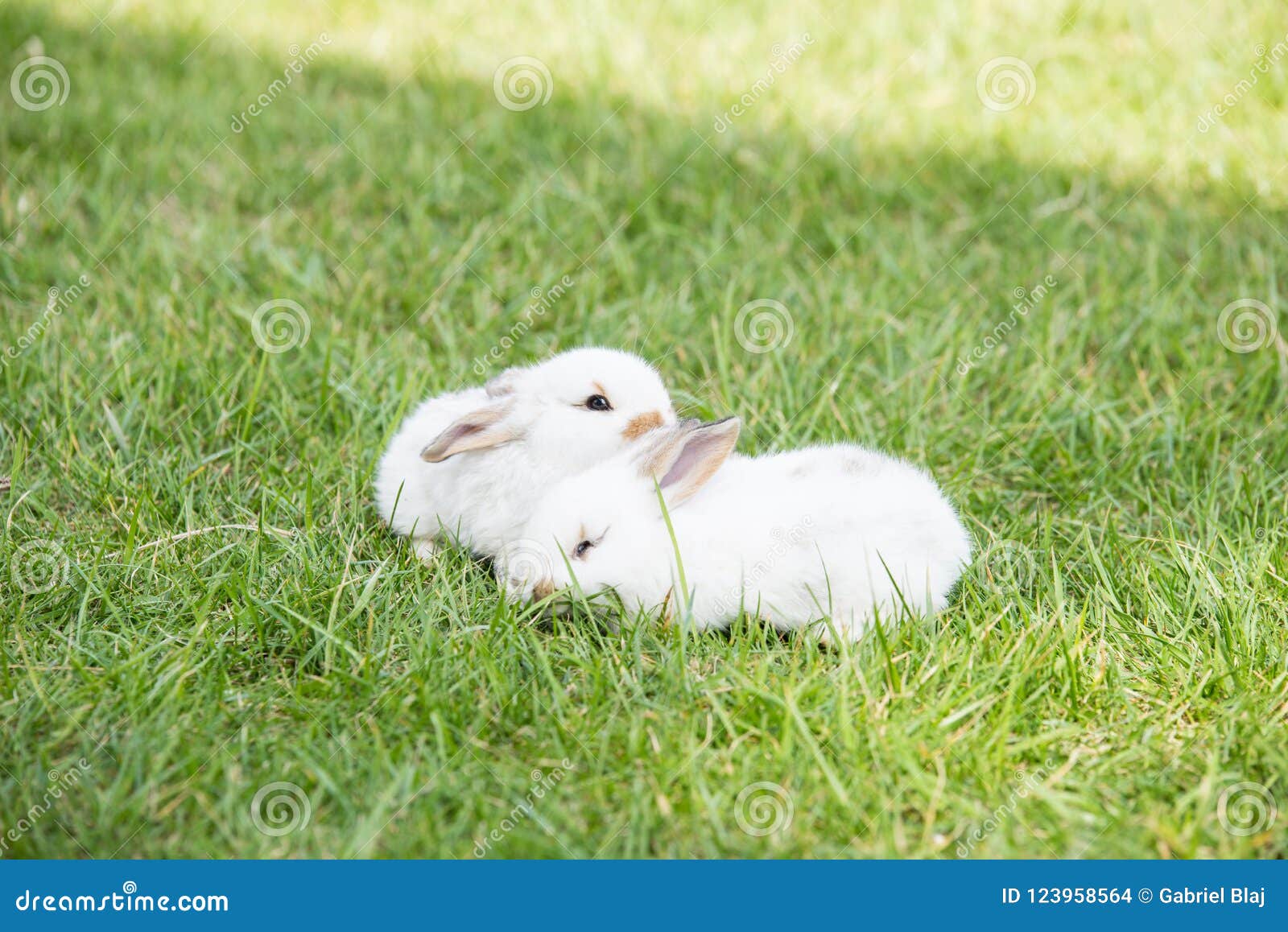 Small White Rabbits in Grass Stock Photo - Image of domestic, affection ...