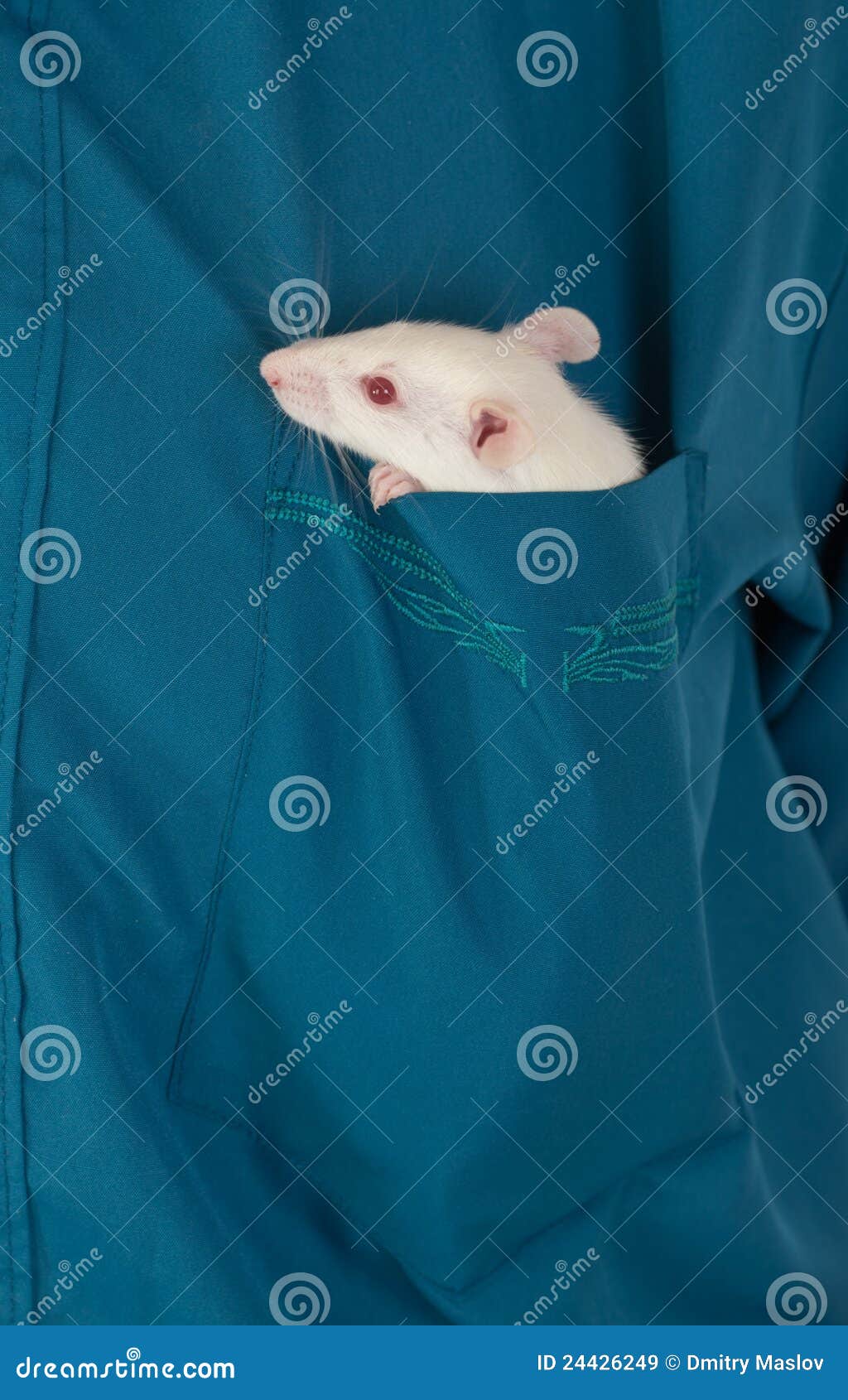 Small white rat stock image. Image of cute, white, baby - 24426249