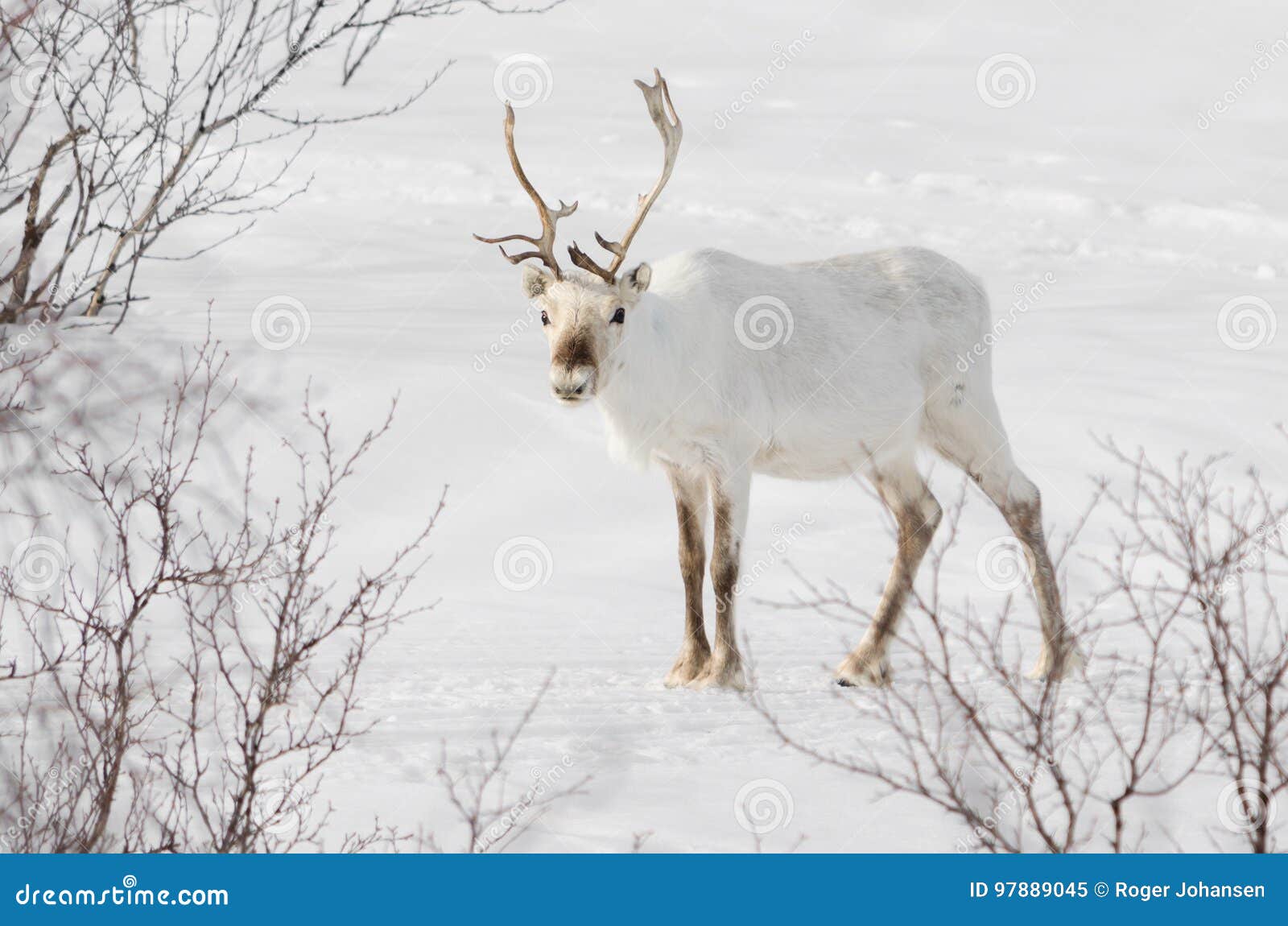 Small white reindeer stock image. Image of reinsdyr, small - 97889045