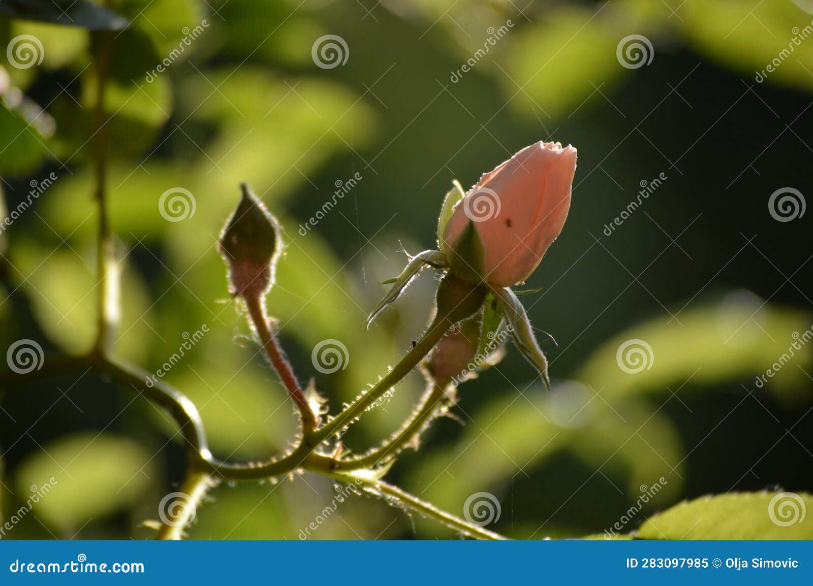Small white rose bud stock image. Image of grass, rose - 283097985
