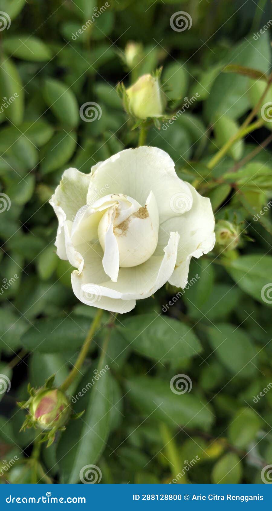 Small White Rose Flower Tree Stock Photo - Image of flora, trees: 288128800