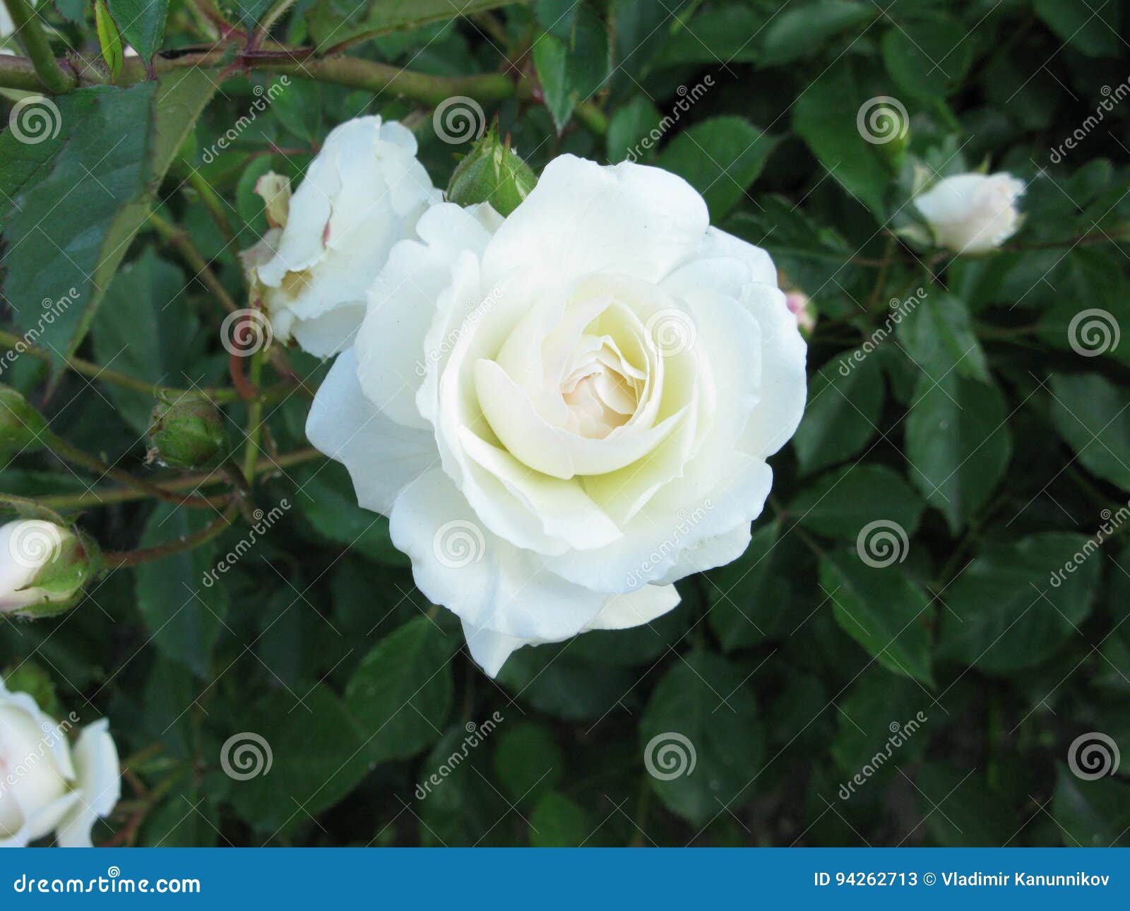 Small white rose stock image. Image of small, flowers - 94262713