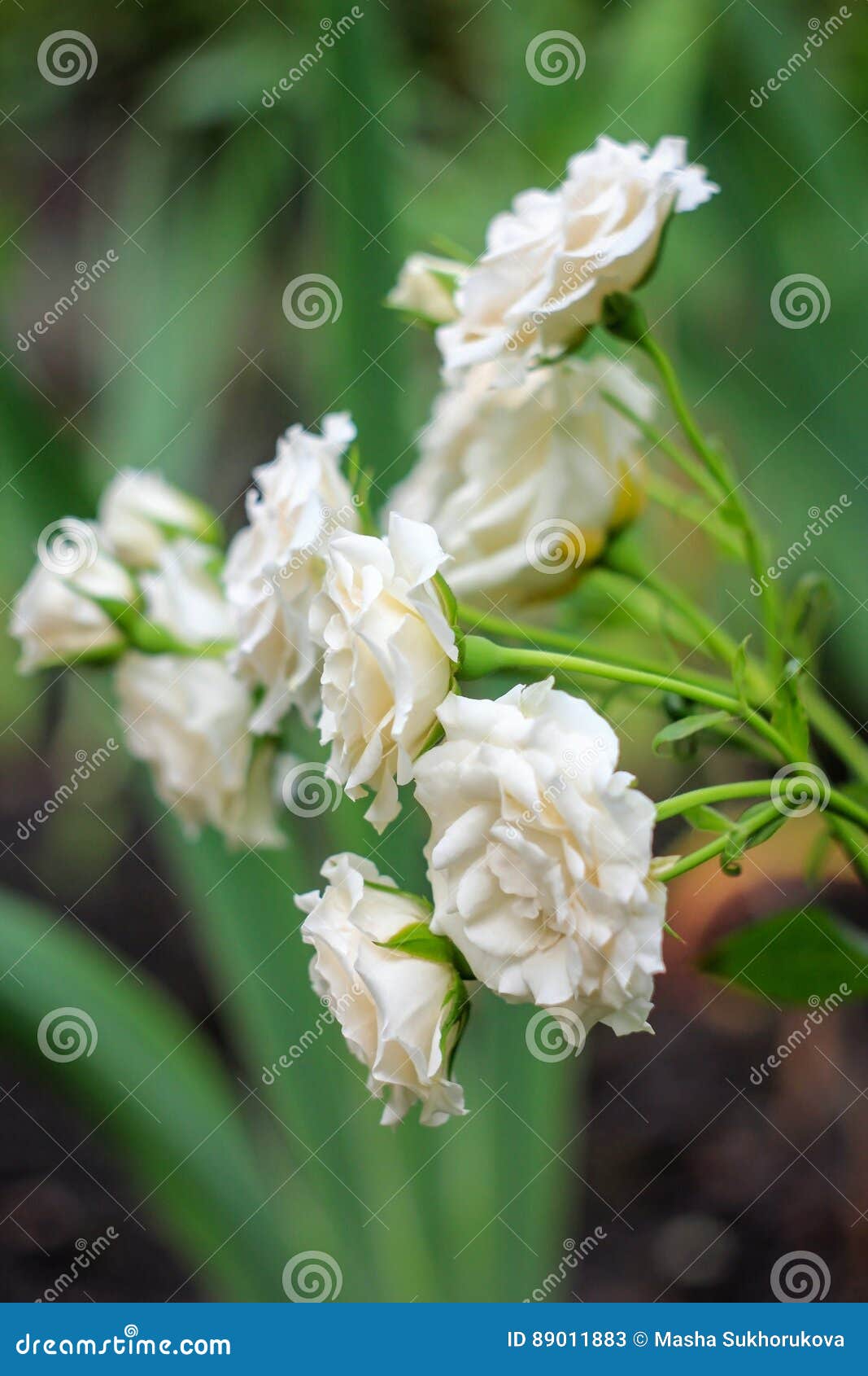 Small white roses stock image. Image of nature, summer - 89011883