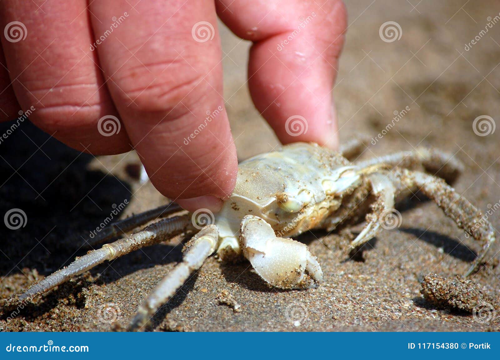 Small White Sea Crab in a Man`s Hand Stock Photo - Image of claw ...