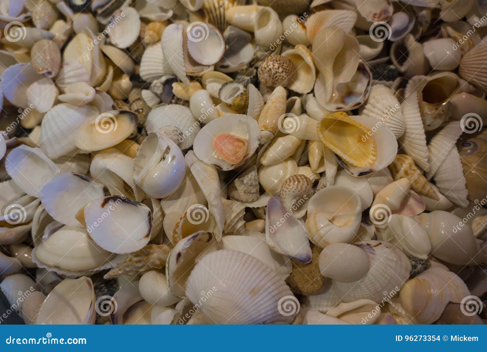 Small white sea shells stock photo. Image of beachcomber - 96273354