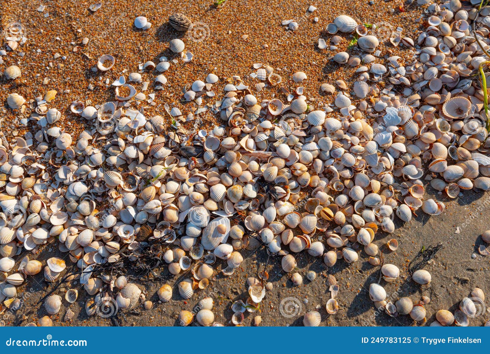 Small White Shells on the Sand of a Beach Stock Image - Image of marin ...