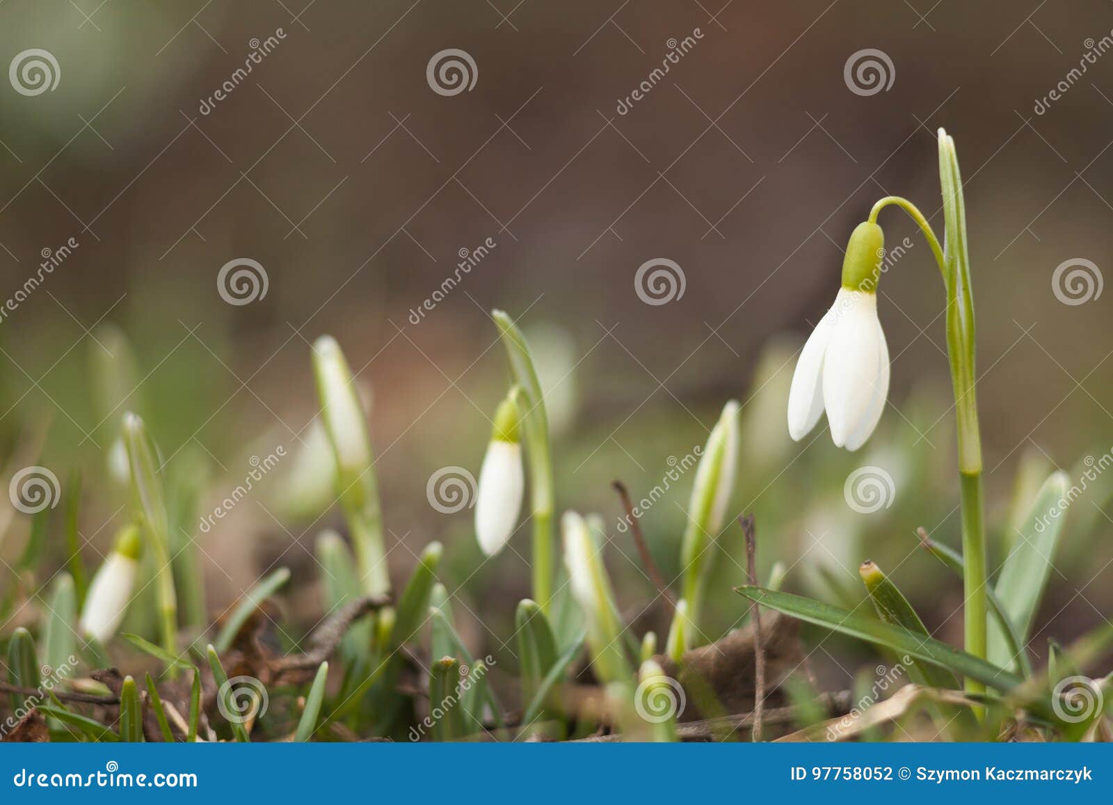 Small White Single Snowdrop Bell Pierce through the Ground.. Stock ...