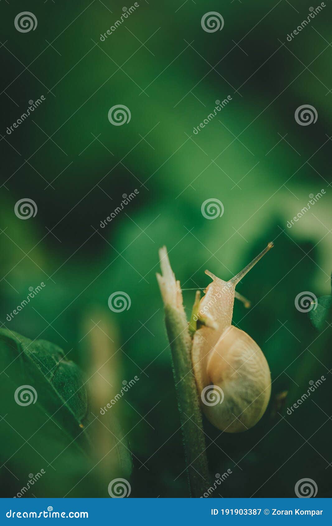 Small White Snail on Long Grass Leaf Stock Image - Image of snail ...
