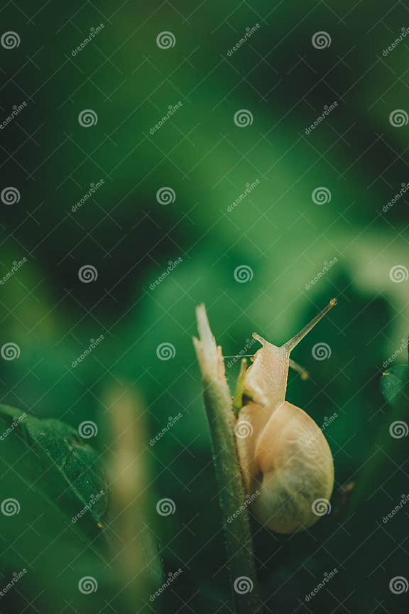 Small White Snail on Long Grass Leaf Stock Image - Image of snail ...