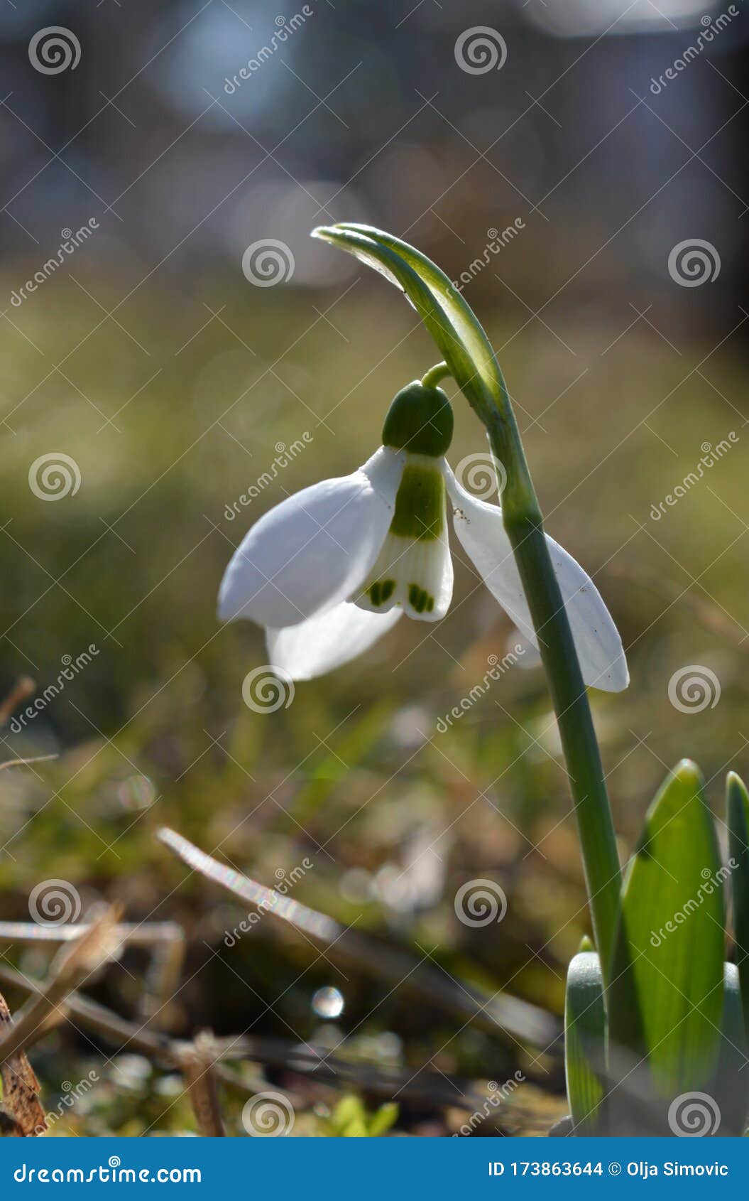 Small white spring flower stock photo. Image of flower - 173863644