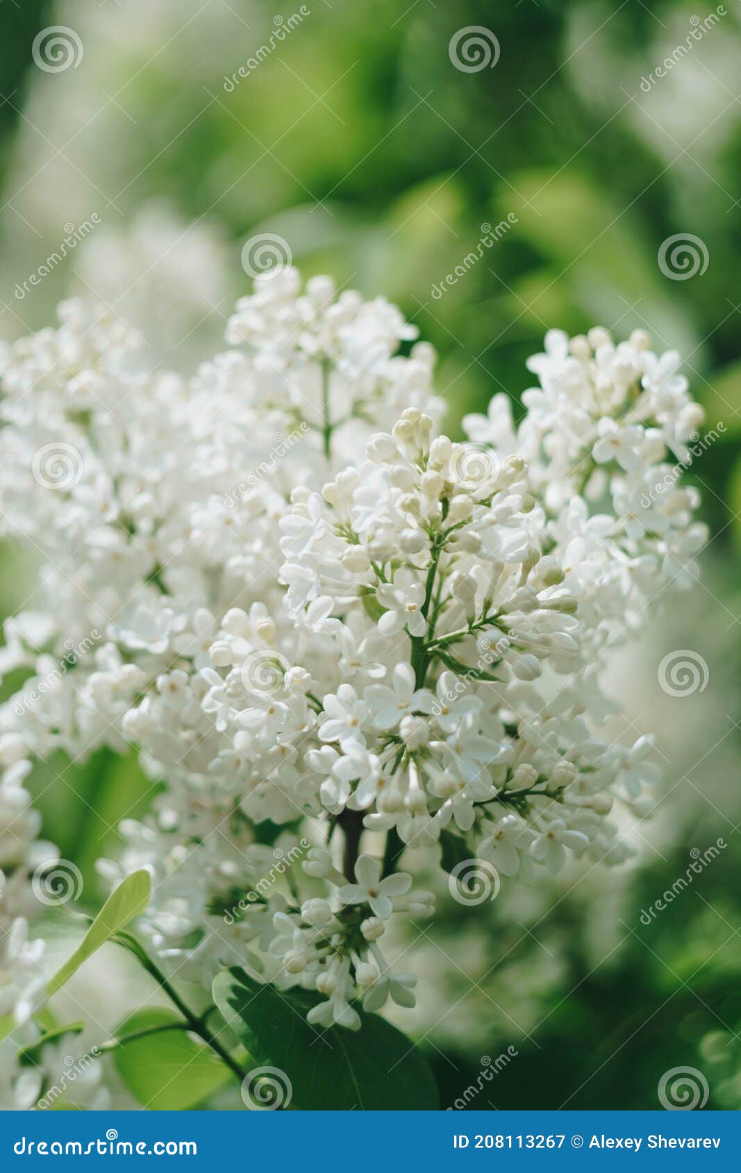 Small White Spring Flowers on a Background of Green Foliage Stock Image ...