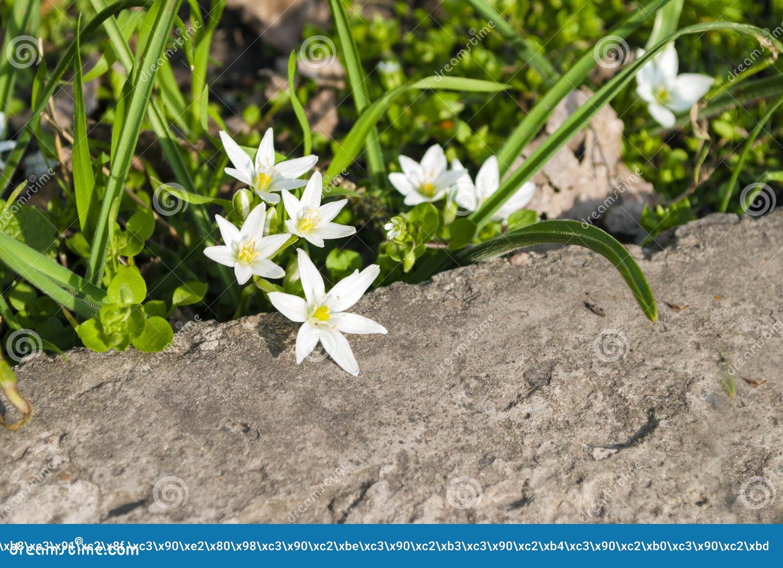 Small White Spring Flowers Close-up Stock Image - Image of medicine ...
