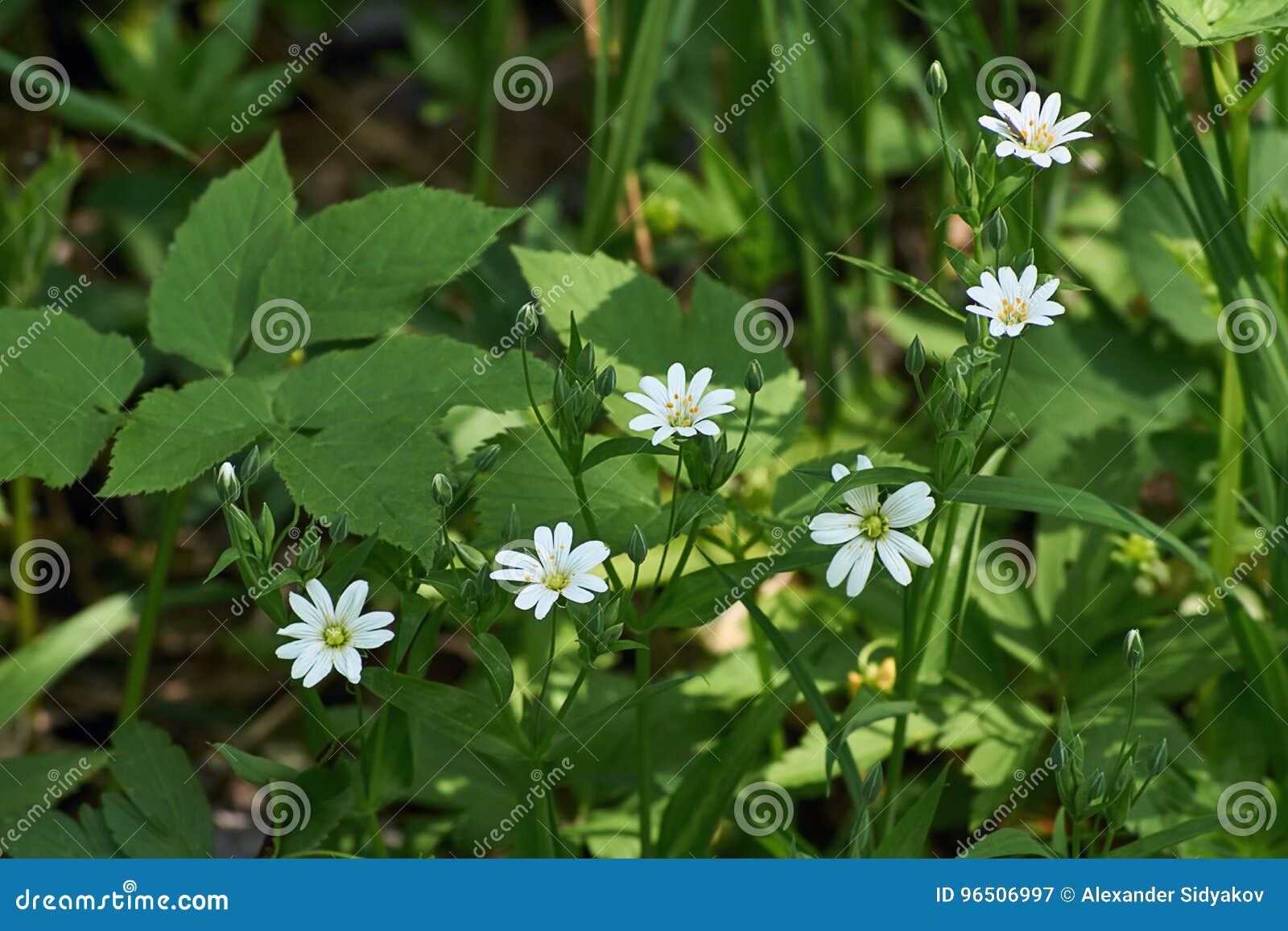 Small White Spring Flowers. Stock Image - Image of flower, rural: 96506997