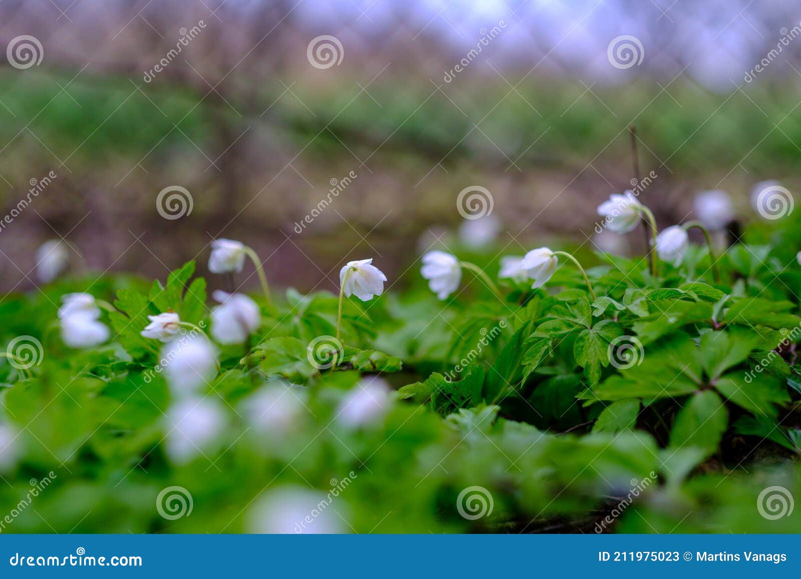 Small White Spring Flowers on Green Wet Background Surface Stock Image ...