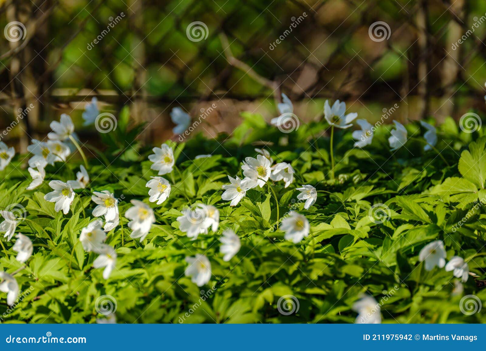Small White Spring Flowers on Green Wet Background Surface Stock Photo ...