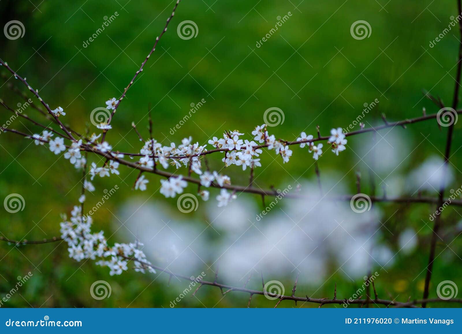 Small White Spring Flowers on Green Wet Background Surface Stock Photo ...