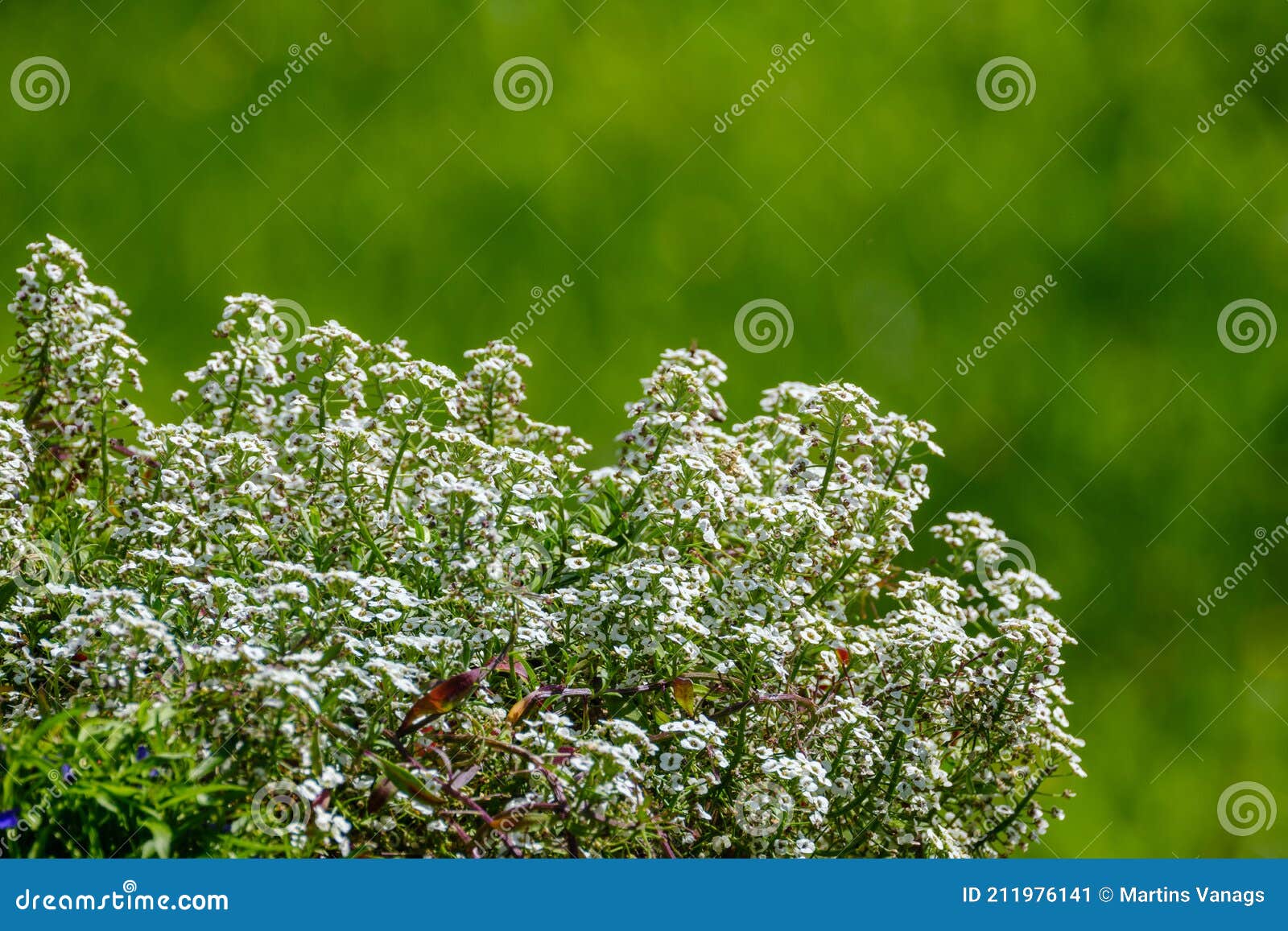 Small White Spring Flowers on Green Wet Background Surface Stock Image ...