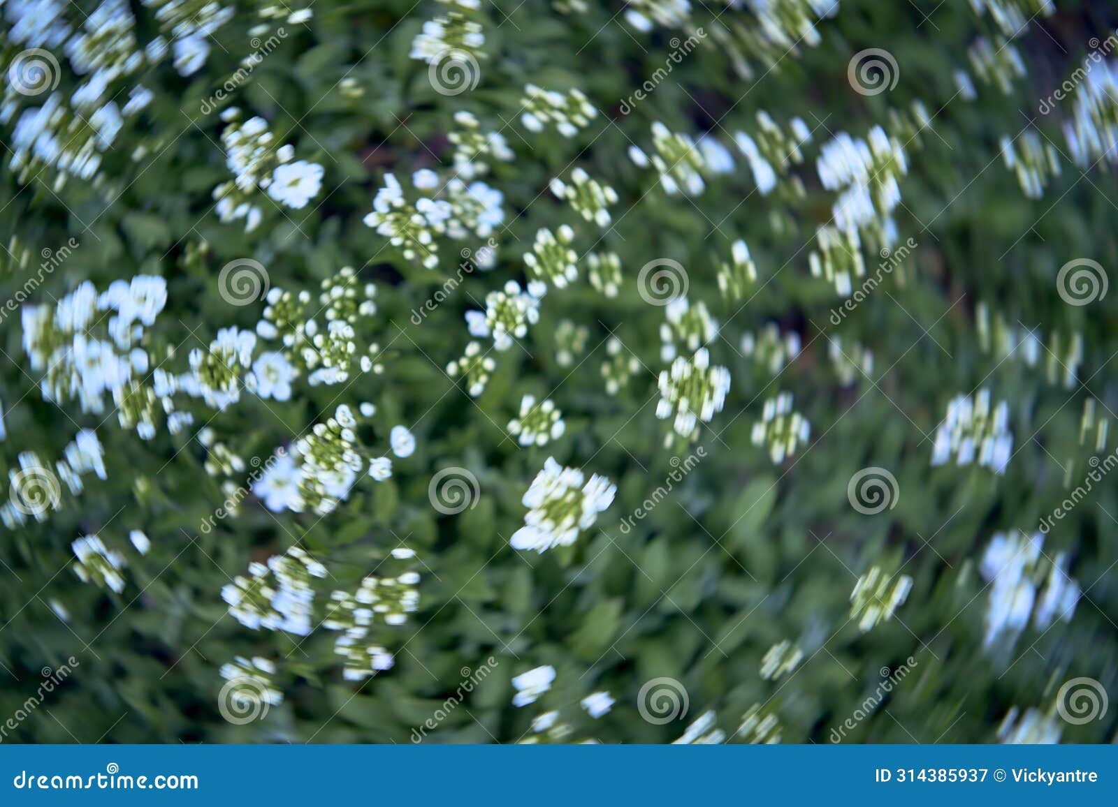 A Small White Spring Flowers, Texture, Background Stock Image - Image ...