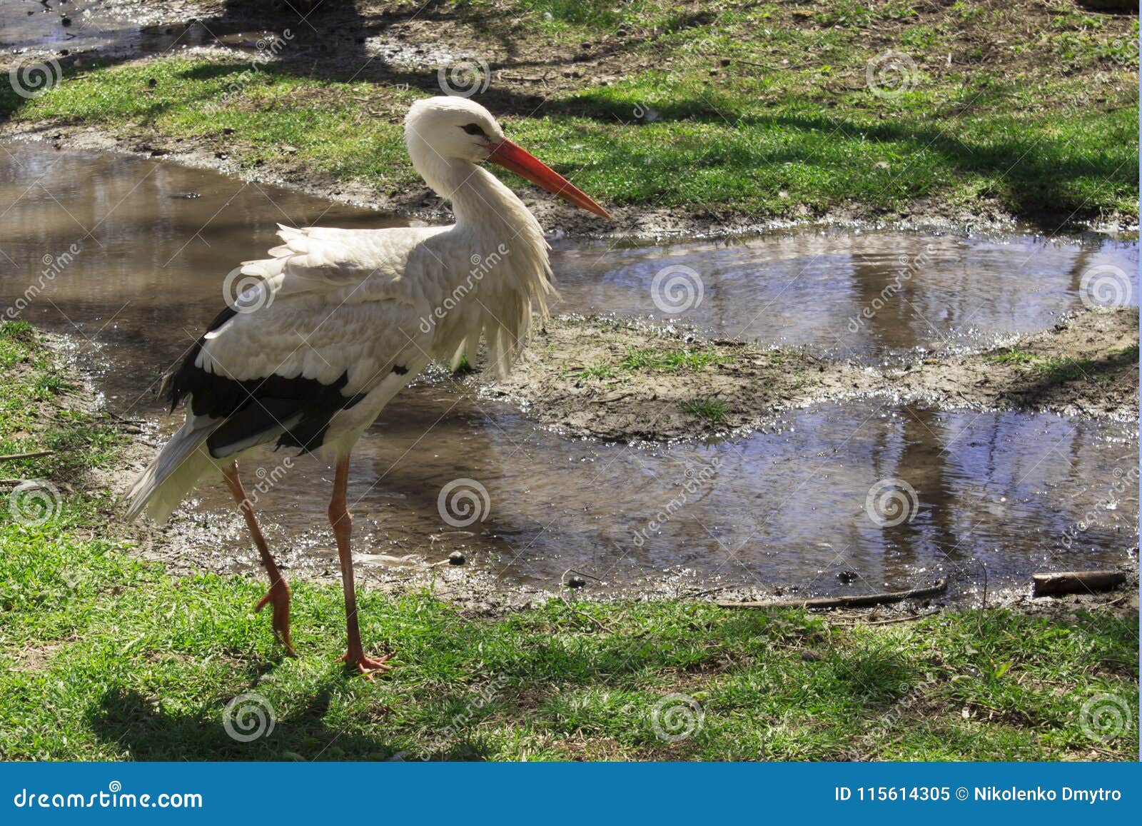Small White Stork Near the Water Stock Image - Image of bill, stork ...