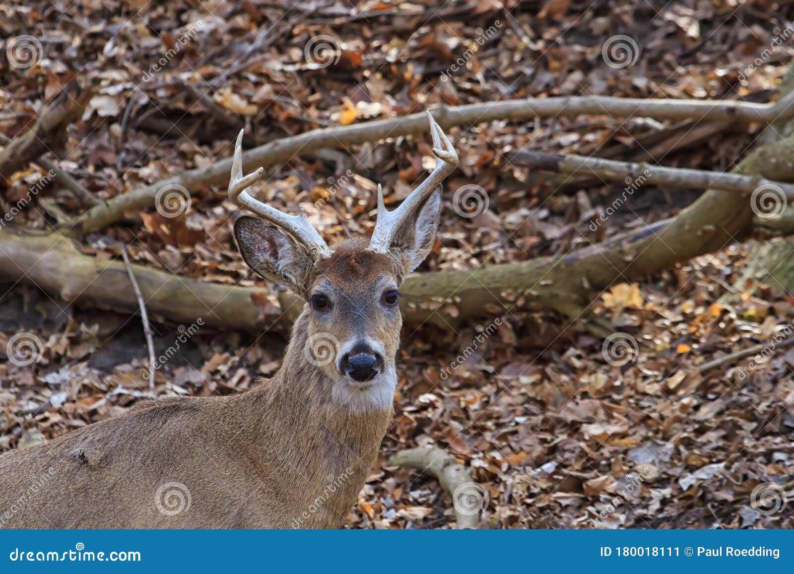 White-tailed Buck Front Facing View. Stock Image - Image of view ...