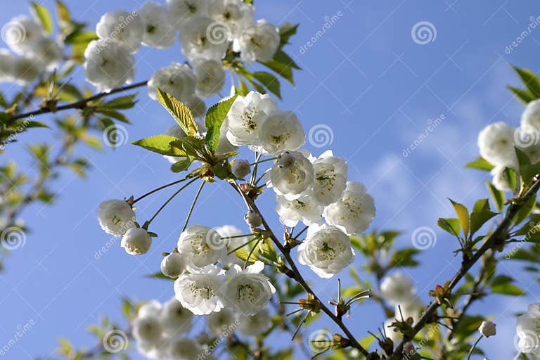 Small White Tree Blossoms stock photo. Image of tree, petals - 288476