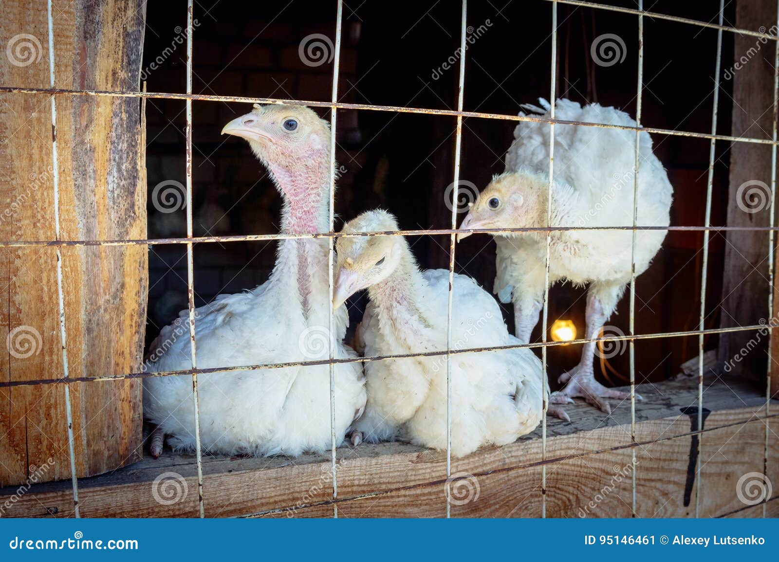 Small White Turkey Chickens Stock Image - Image of color, closeup: 95146461