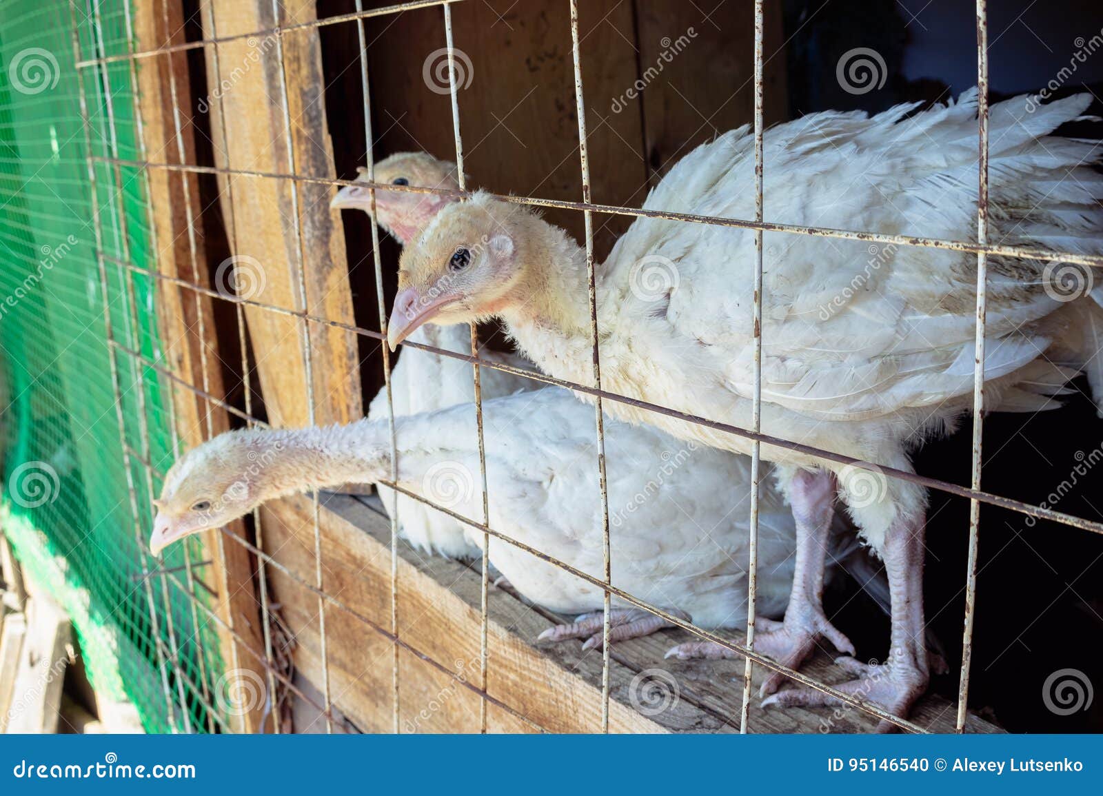 Small White Turkey Chickens Stock Photo - Image of food, farming: 95146540