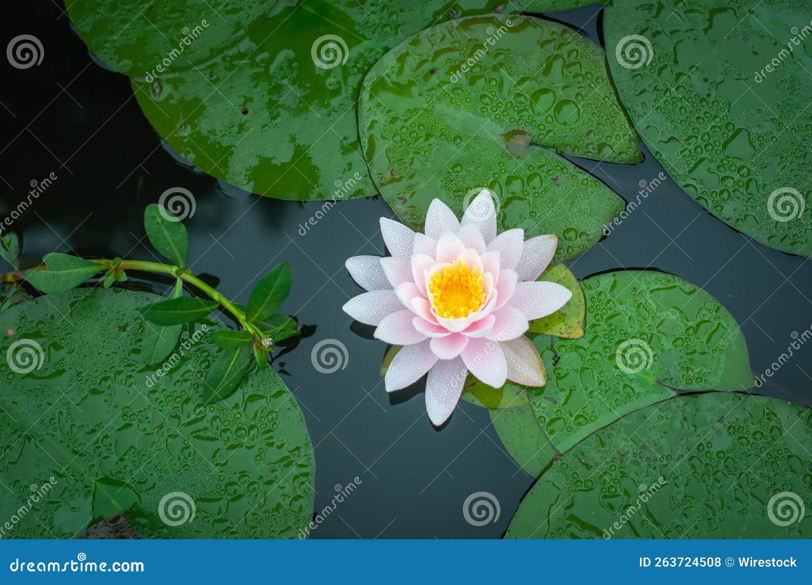 Small White Water Lily Flower on the Pond Stock Photo - Image of botany ...